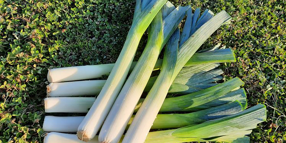 Porro, con Nunhems qualità garantita tutto l'anno - Italiafruit News