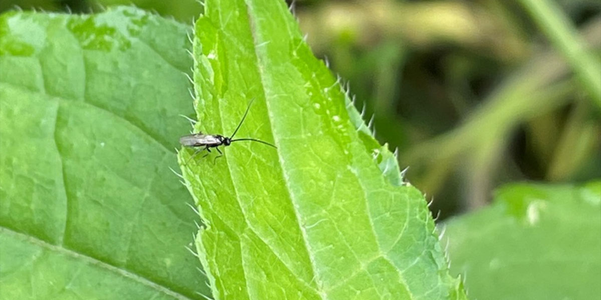 Scoperto un nuovo parassitoide della Tuta Absoluta - Italiafruit News