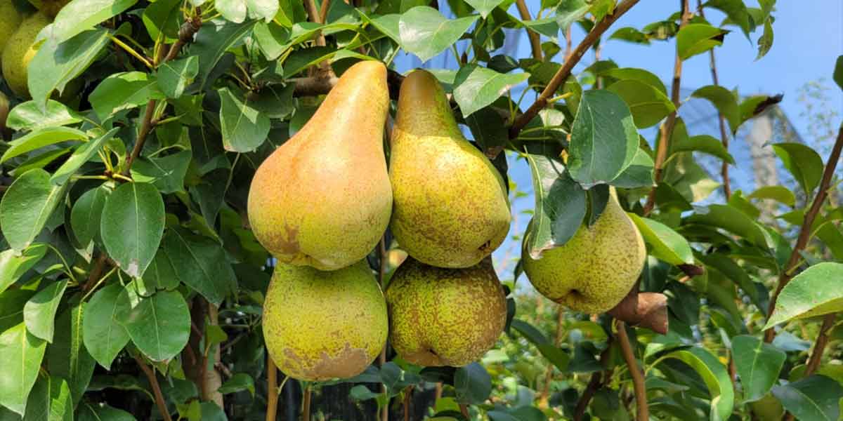 Non possiamo (nostro malgrado) fare a meno dell’Abate - Italiafruit News