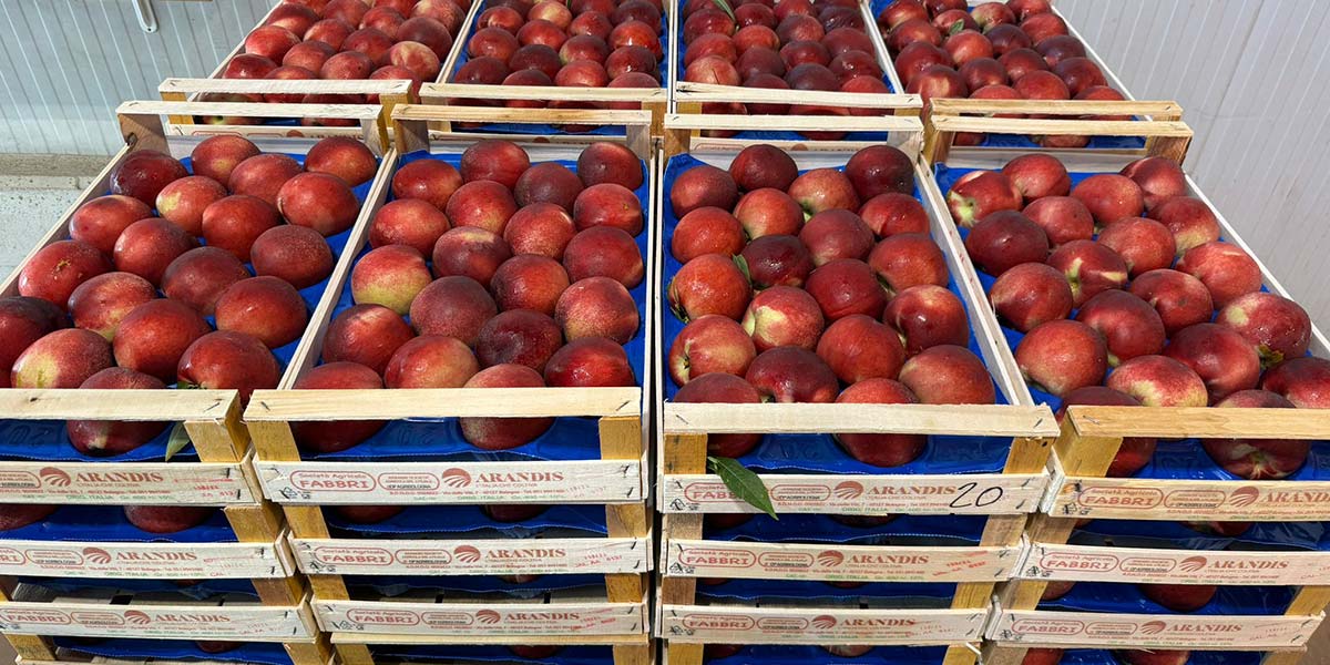 Tempo di bilanci per le pesche e nettarine romagnole - Italiafruit News