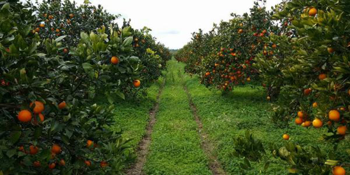 La mosca bianca degli agrumi prende casa in Liguria - Italiafruit News