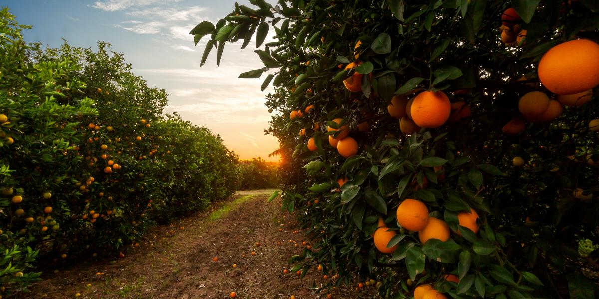 Attacco di tripidi negli agrumi: recrudescenza preoccupante in Spagna ...