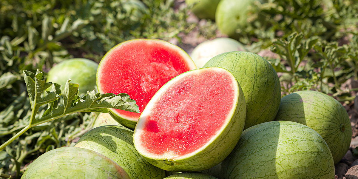 Gavina scalpita, la campagna al via in anticipo - Italiafruit News