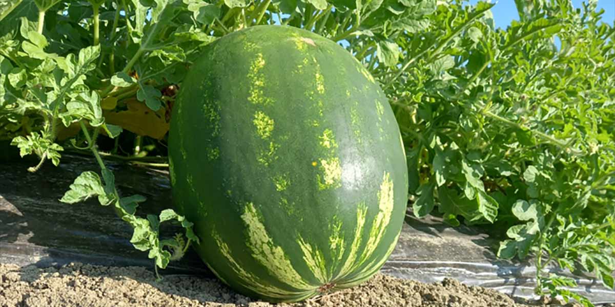 Angurie da record: 1,40 €/kg all'ingrosso - Italiafruit News