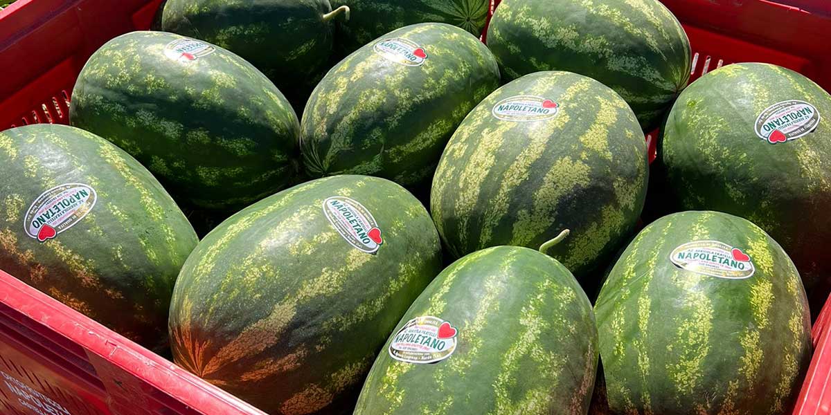 “Angurie, sono raddoppiate le vendite” - Italiafruit News