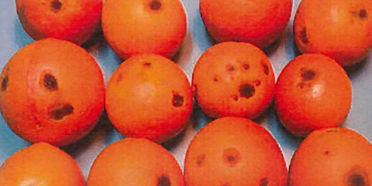 Confondere l'oleocellosi con l'antracnosi porta a trattamenti dannosi ...