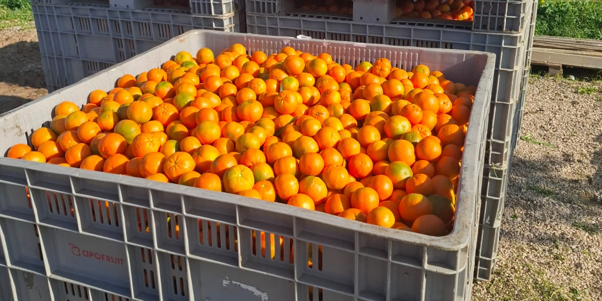 Agrumi: Apofruit cresce con il biologico tra Calabria e Basilicata ...