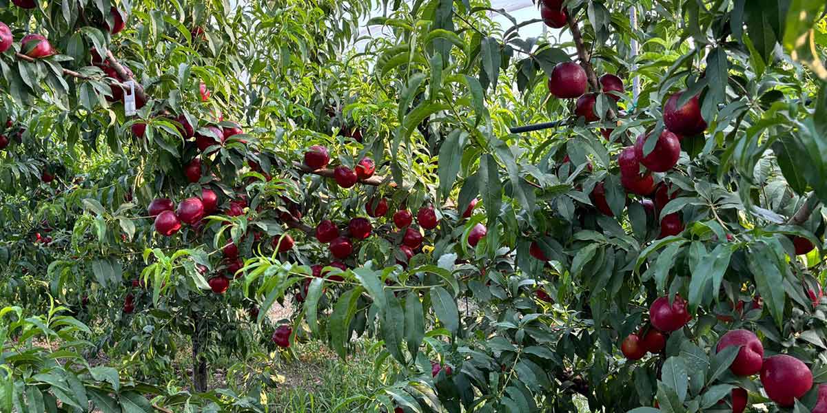 Apofruit: drupacee in ripresa, è tempo di cogliere nuove opportunità ...