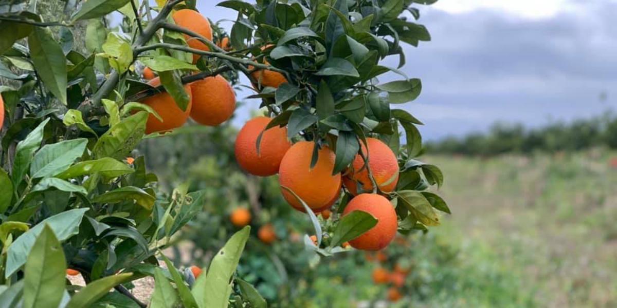 Agrumi, la ripresa delle arance rosse - Italiafruit News