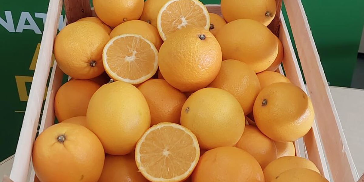 «Arance, non temiamo la Spagna» - Italiafruit News