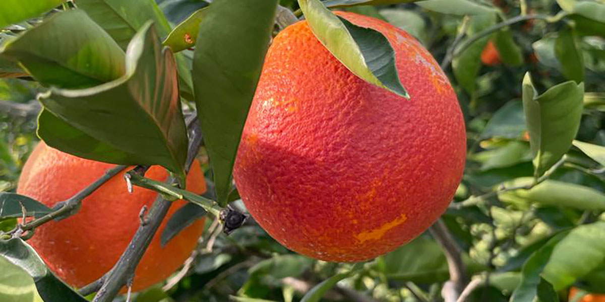 Arancia Tarocco, si spera nella Pasqua - Italiafruit News