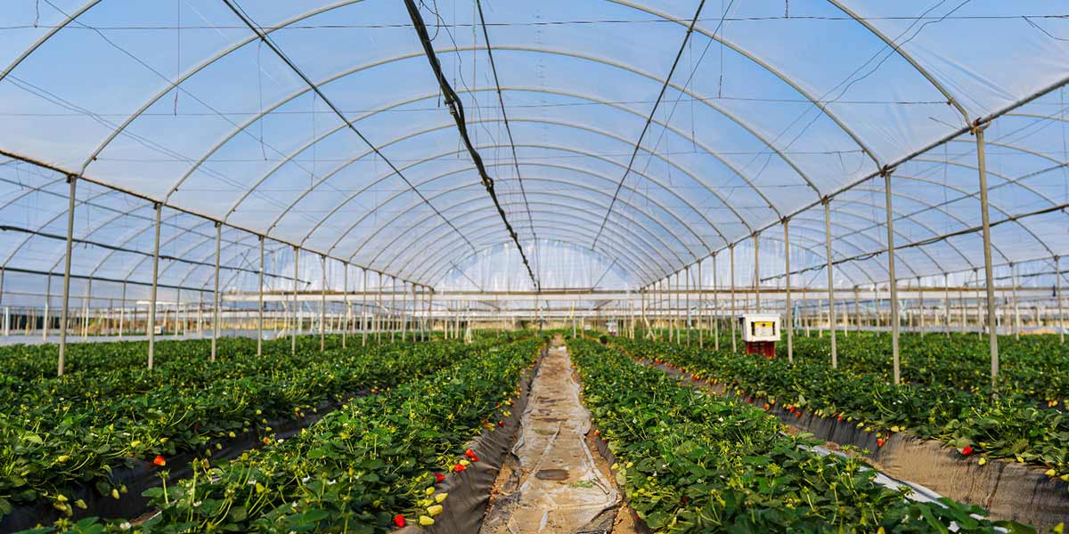Arrigoni, al Macfrut tutte le novità sugli agrotessili - Italiafruit News