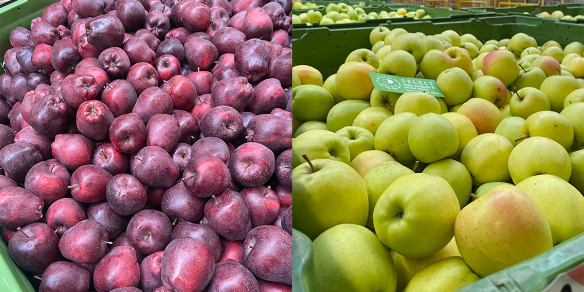 Mele: si inizia a fare sul serio - Italiafruit News