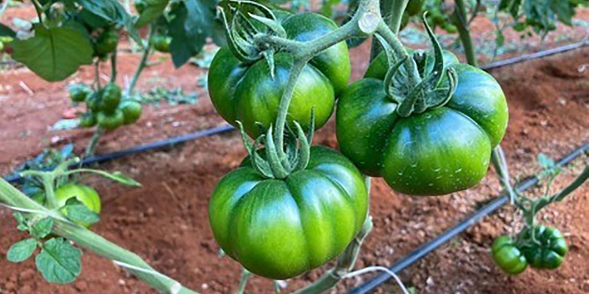 Bayer presenta le novità varietali Seminis per il nord Italia ...