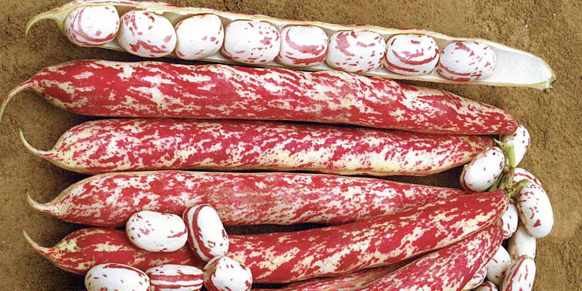Blumen Vegetable Seeds supporta il progetto Increase - Italiafruit News