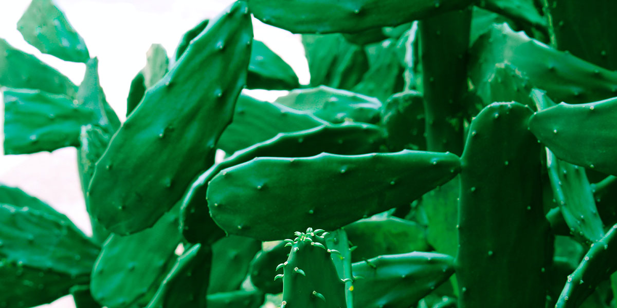 Nopal, il superfood che deriva dal cactus - Italiafruit News