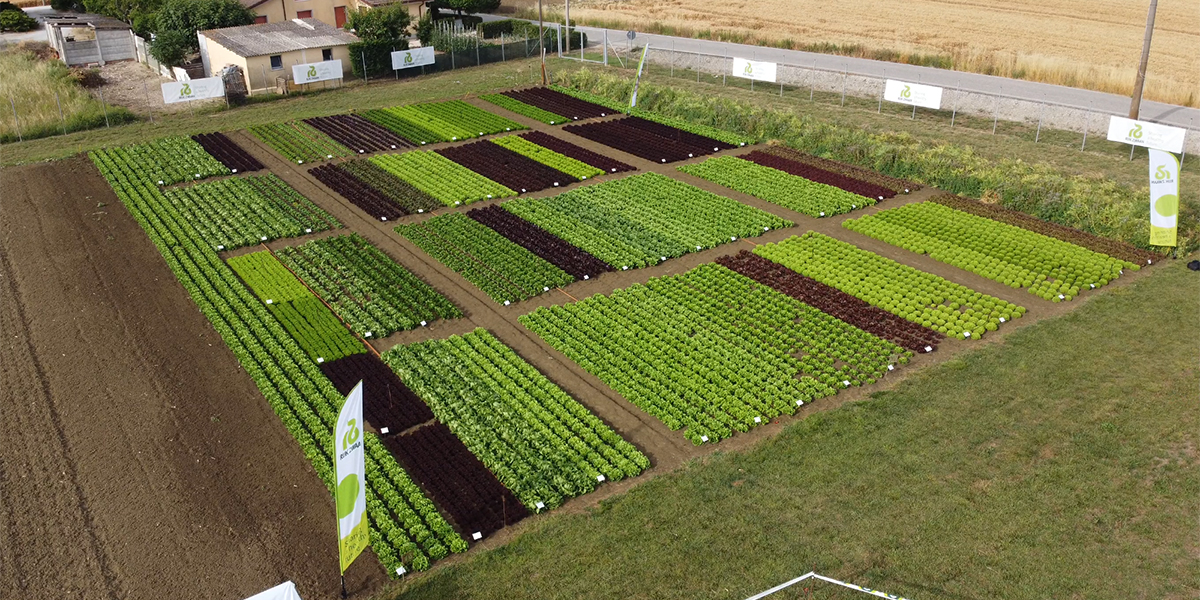 Rijk Zwaan, al via i Demo Days sulla lattuga - Italiafruit News