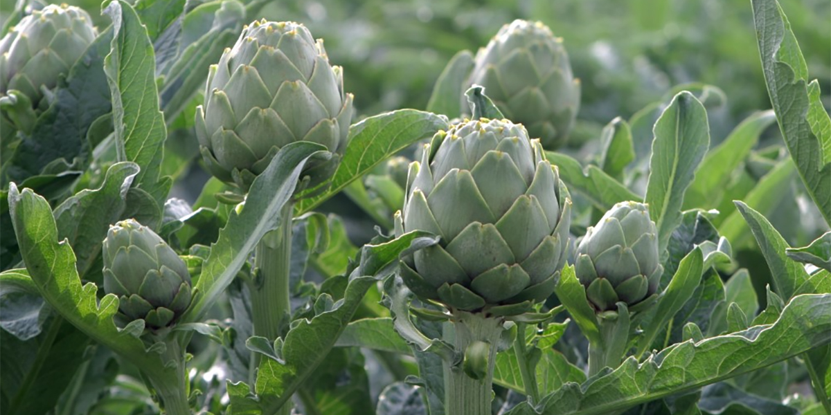 BASF | Nunhems: positiva la campagna carciofo 2024/25 - Italiafruit News