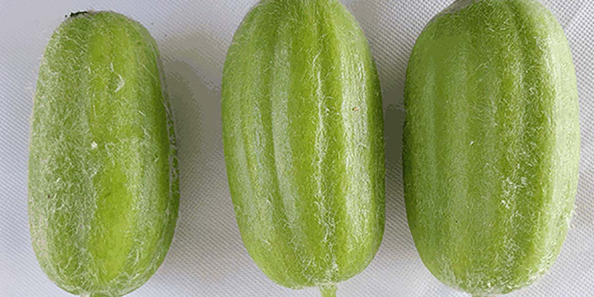 I caroselli pugliesi conquistano gli Stati Uniti - Italiafruit News