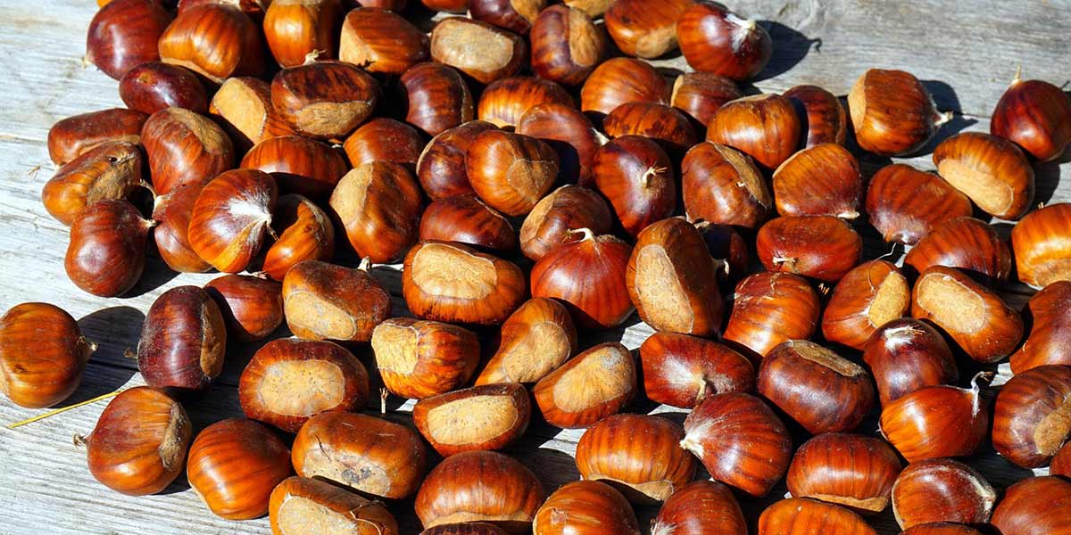 Castagne, buona qualità e prezzi regolari per la media del periodo ...