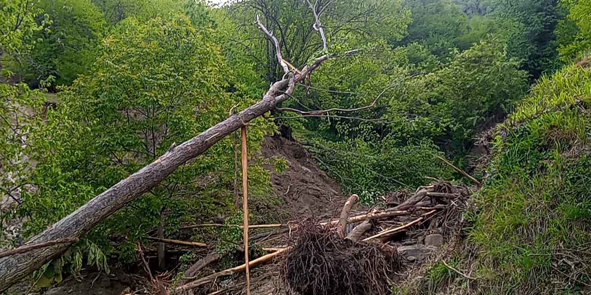 «I nostri castagni sono stati 'inghiottiti' dal fango» - Italiafruit News