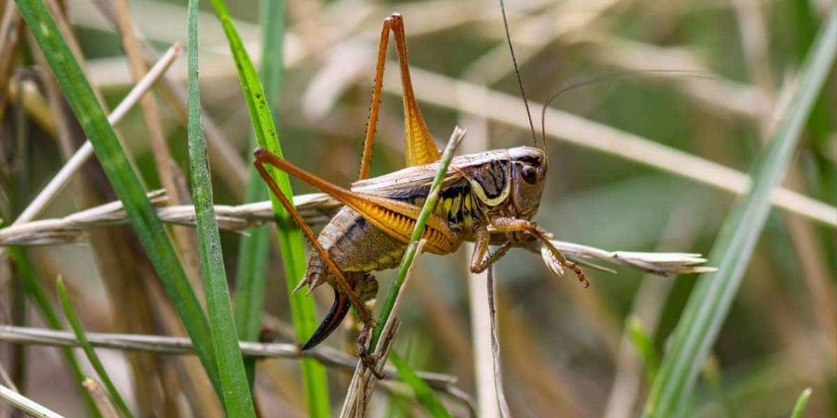 Emergenza cavallette: agricoltura di nuovo a terra nel ravennate ...