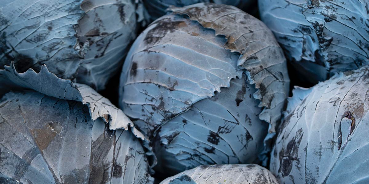 Spagna, il gelo danneggia ortaggi e limoni - Italiafruit News