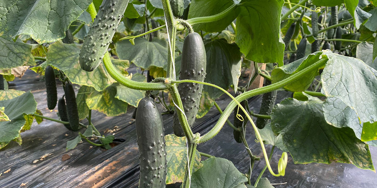 Cetriolo Luxell F1, varietà di punta di Nunhems - Italiafruit News