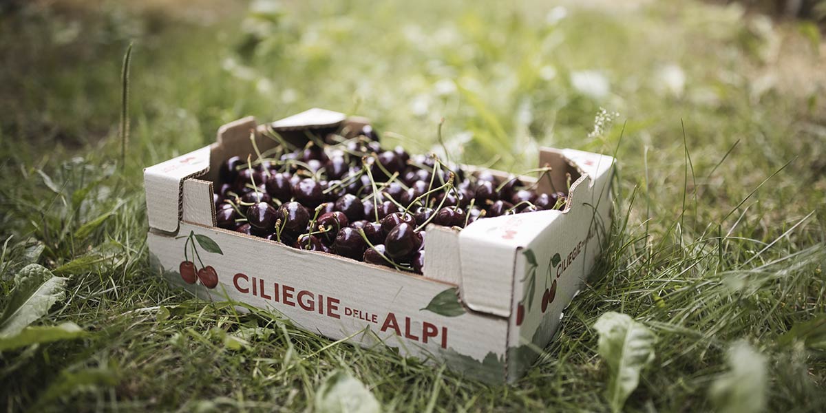 Ciliegie delle Alpi, stimata una raccolta di 170 tonnellate ...