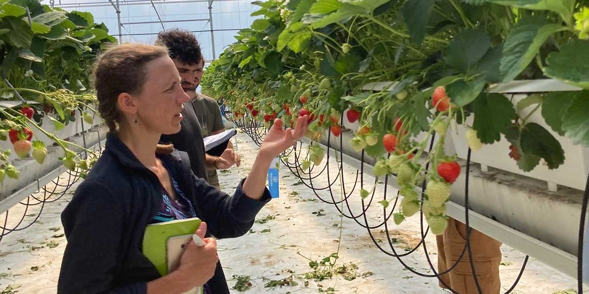 Civ, l'innovazione varietale protagonista in Olanda e Spagna ...