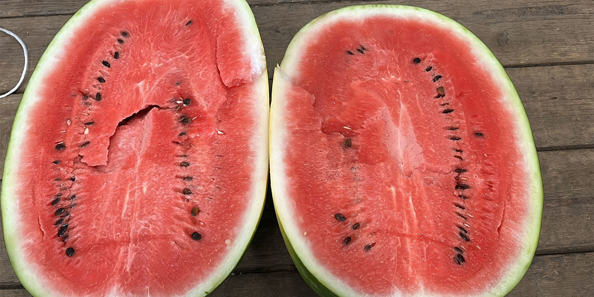 Angurie, le grandi pezzature restano un caposaldo per il Centro-Sud ...