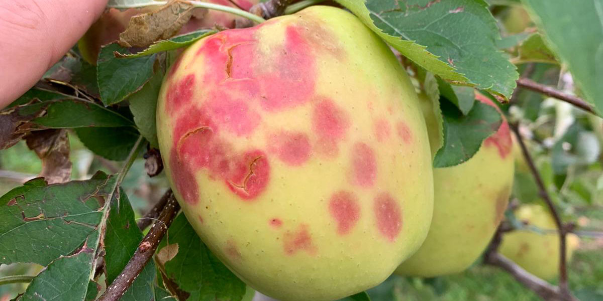 Mele e pere: l’Italia il Paese più colpito dalle grandinate di grandi ...