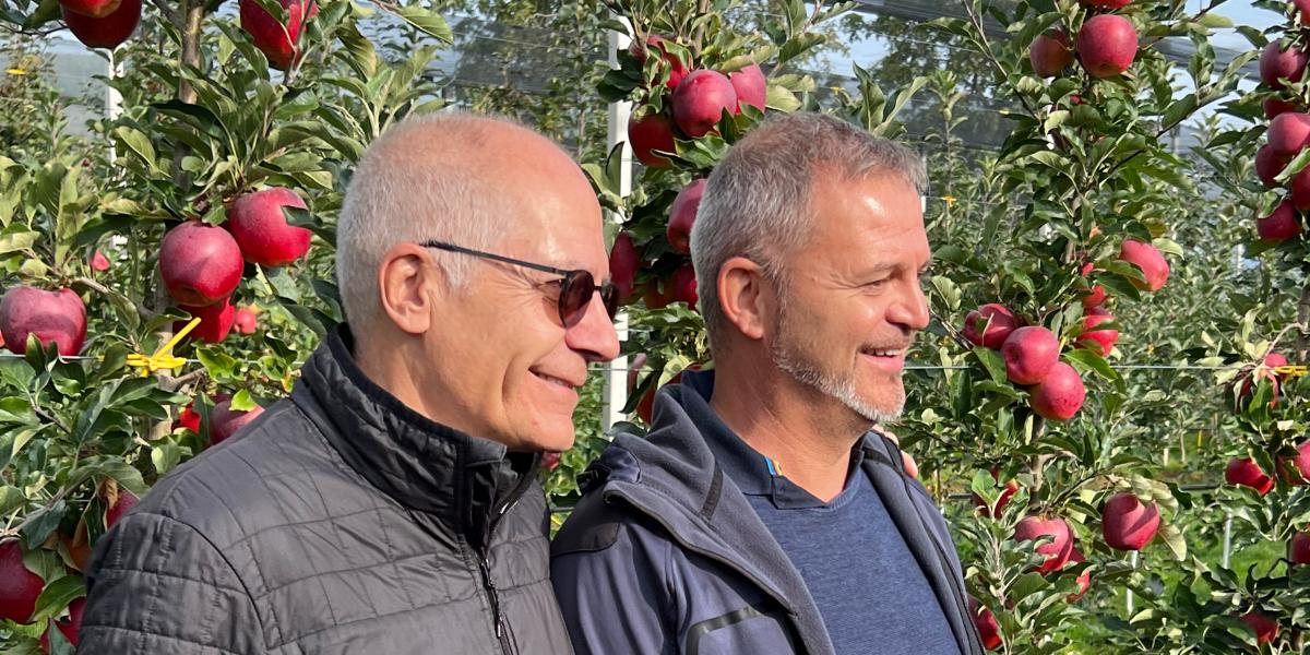 Samboa, non chiamatela mela club - Italiafruit News