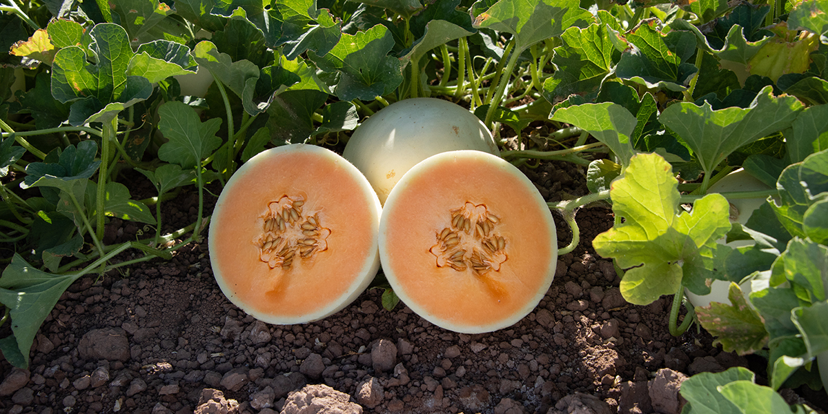 Meloni repellenti verso gli afidi - Italiafruit News