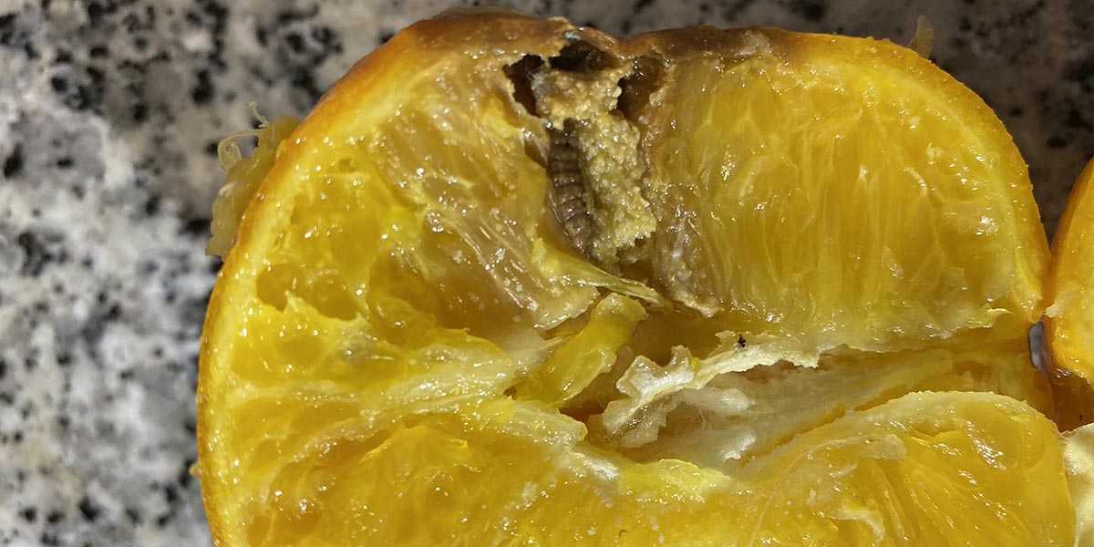 Falsa Cydia ritrovata nei mandarini israeliani - Italiafruit News