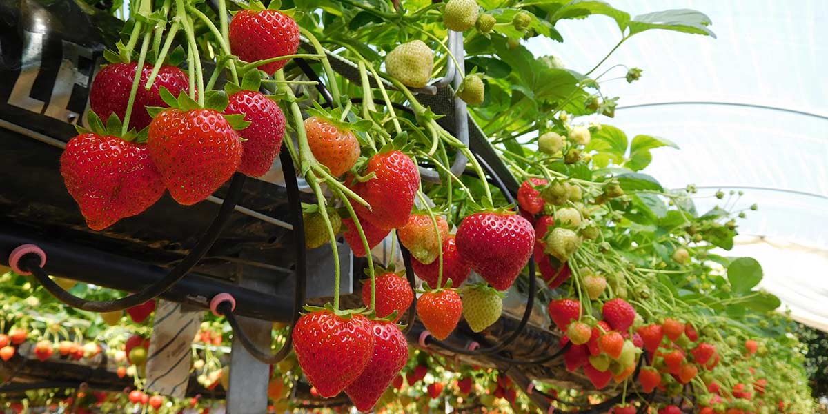 Arriva Ania®, la fragola che sa… di bosco - Italiafruit News