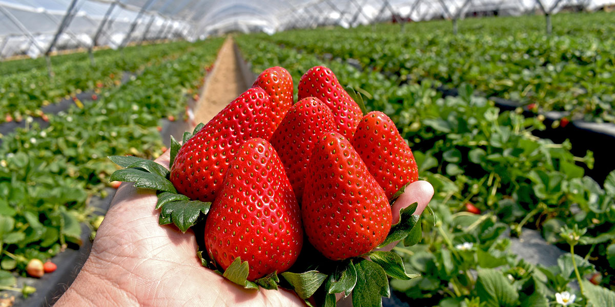 Rusticità, qualità e conservabilità per la fragola Inspire ...