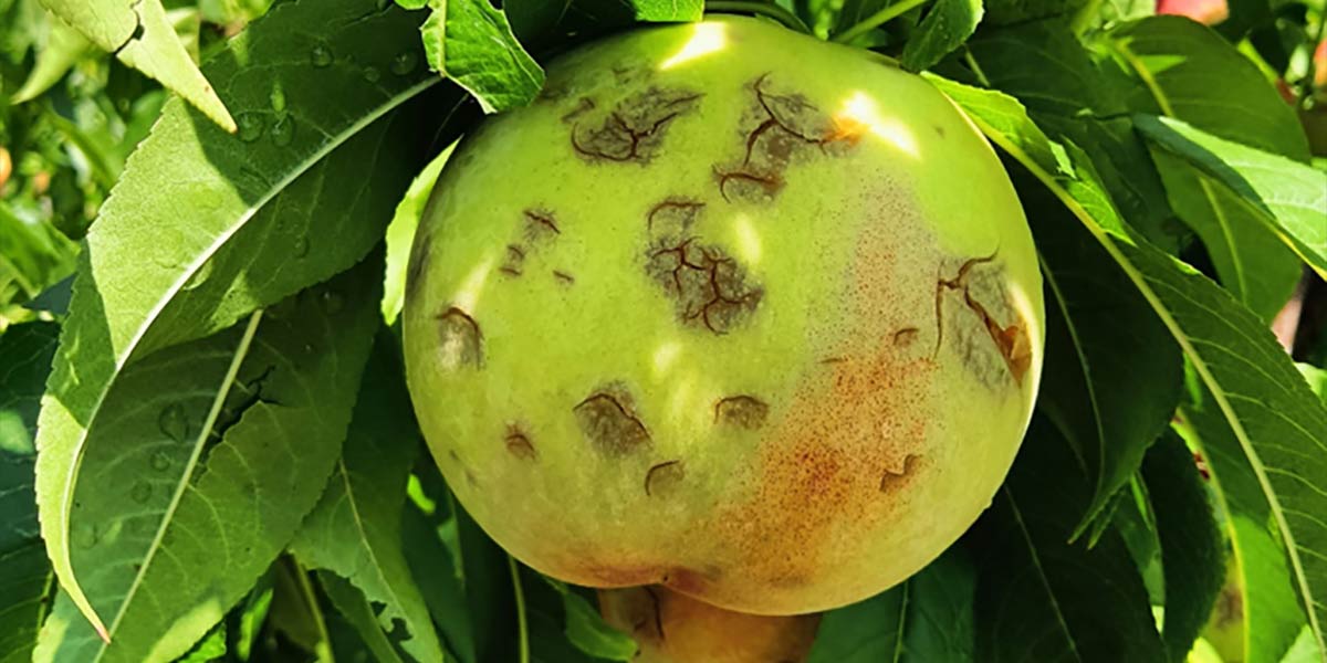 Grandinate violente e sole cocente spaccano l'Italia ortofrutticola ...