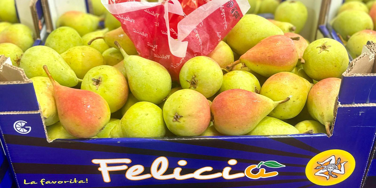 Pera Coscia, battute finali di una campagna di successo - Italiafruit News