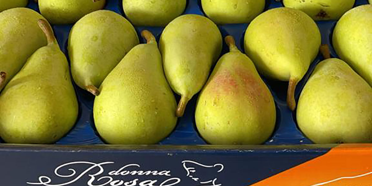 Pera Coscia, a giorni al via la raccolta de Il Girasole - Italiafruit News