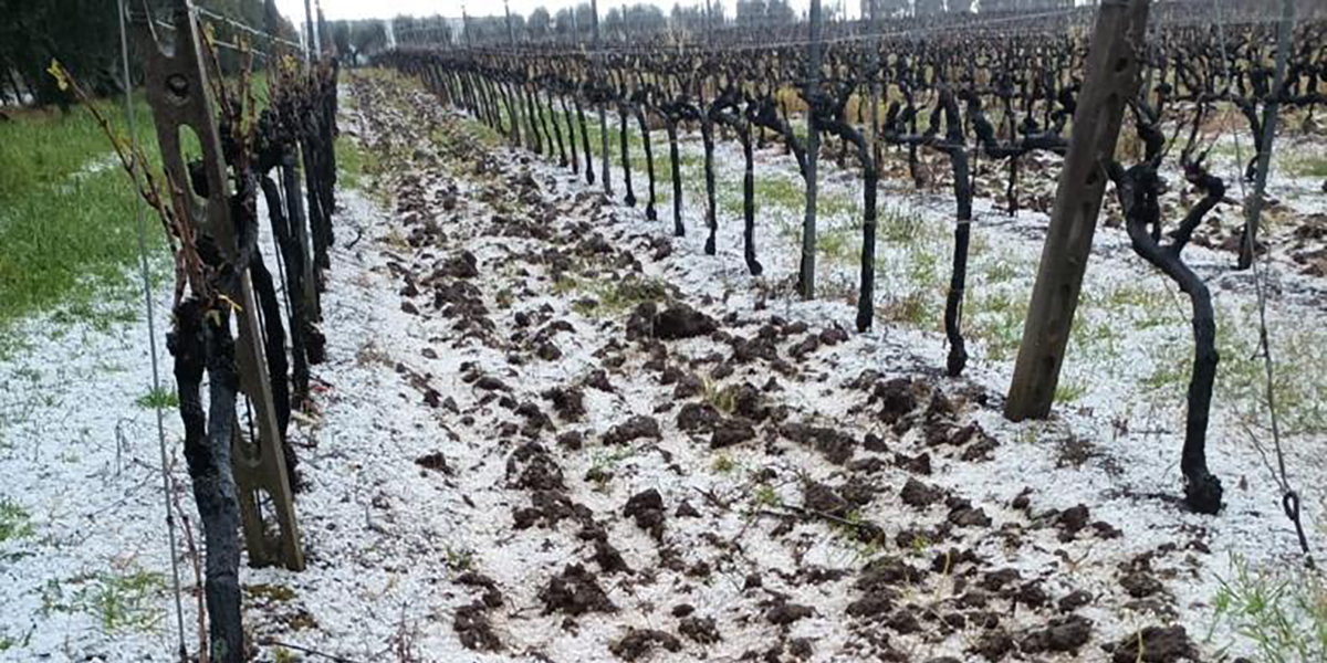 Grandinate dalla Liguria al Lazio, è sos frutteti - Italiafruit News