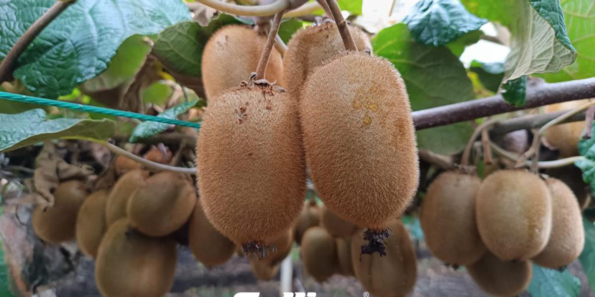 «Kiwi, la stagione è partita con il piede giusto» - Italiafruit News