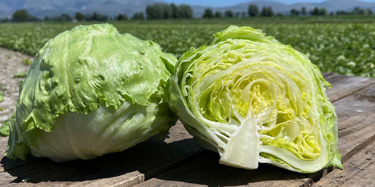 Ice Country, la novità firmata Syngenta nel segmento delle iceberg ...