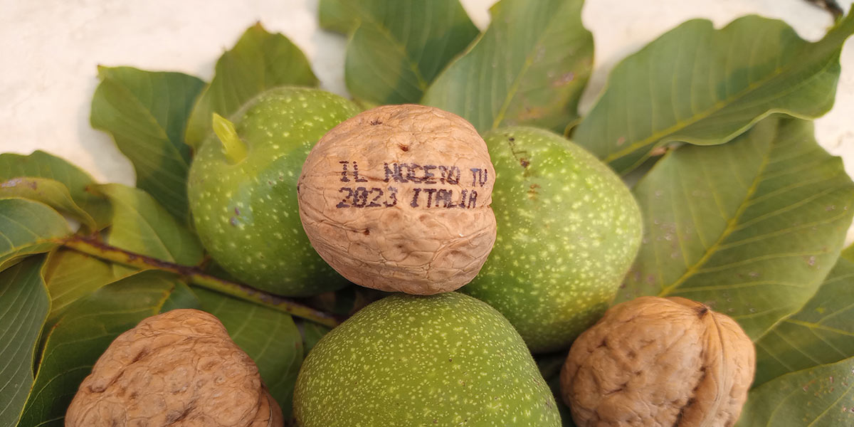 Il Noceto mette la firma su tutte le sue noci - Italiafruit News