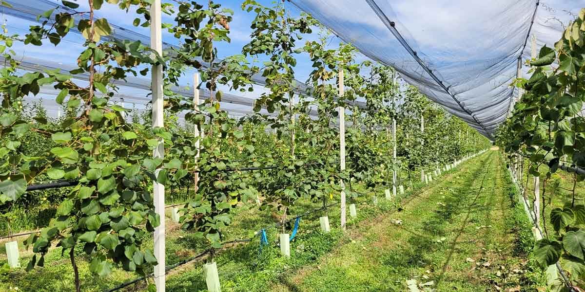 Kiwi a fusetto, può diventare un'alternativa all'Abate? - Italiafruit News