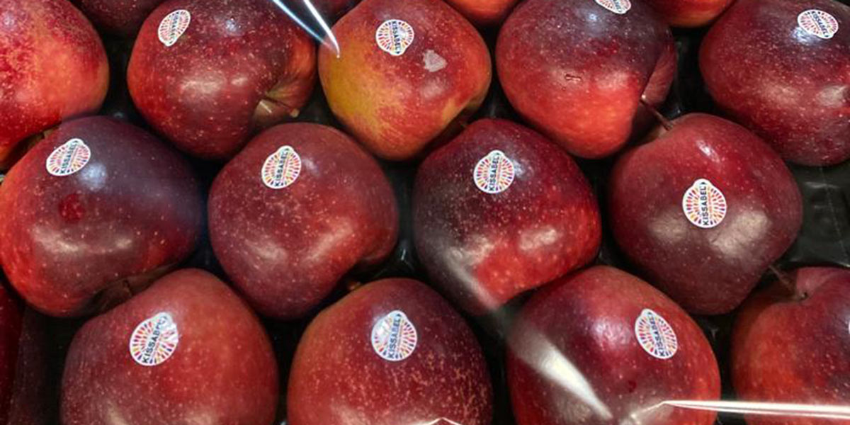 Kissabel, la mela a polpa rossa va a ruba - Italiafruit News