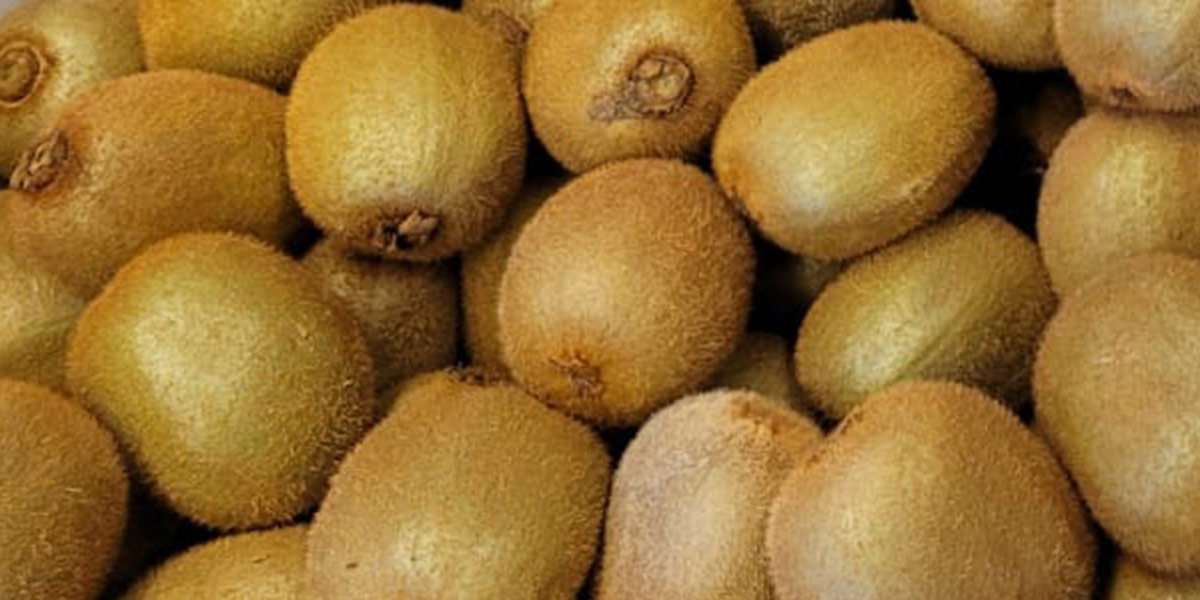 Kiwi o medicinale? - Italiafruit News