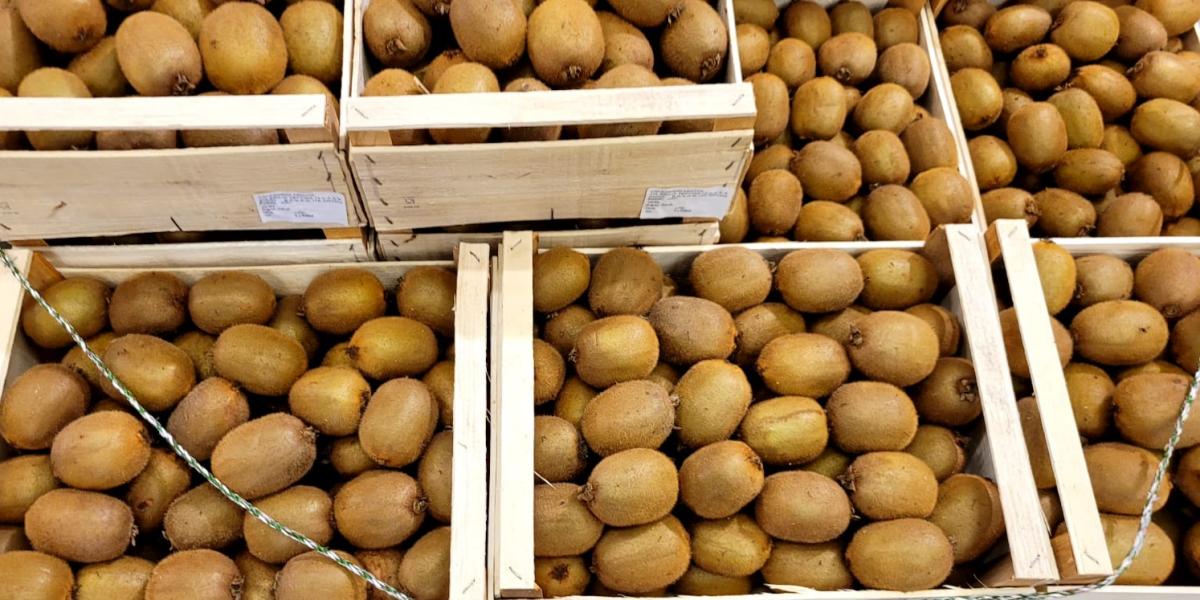 Kiwi, il debutto dei primi frutti italiani - Italiafruit News