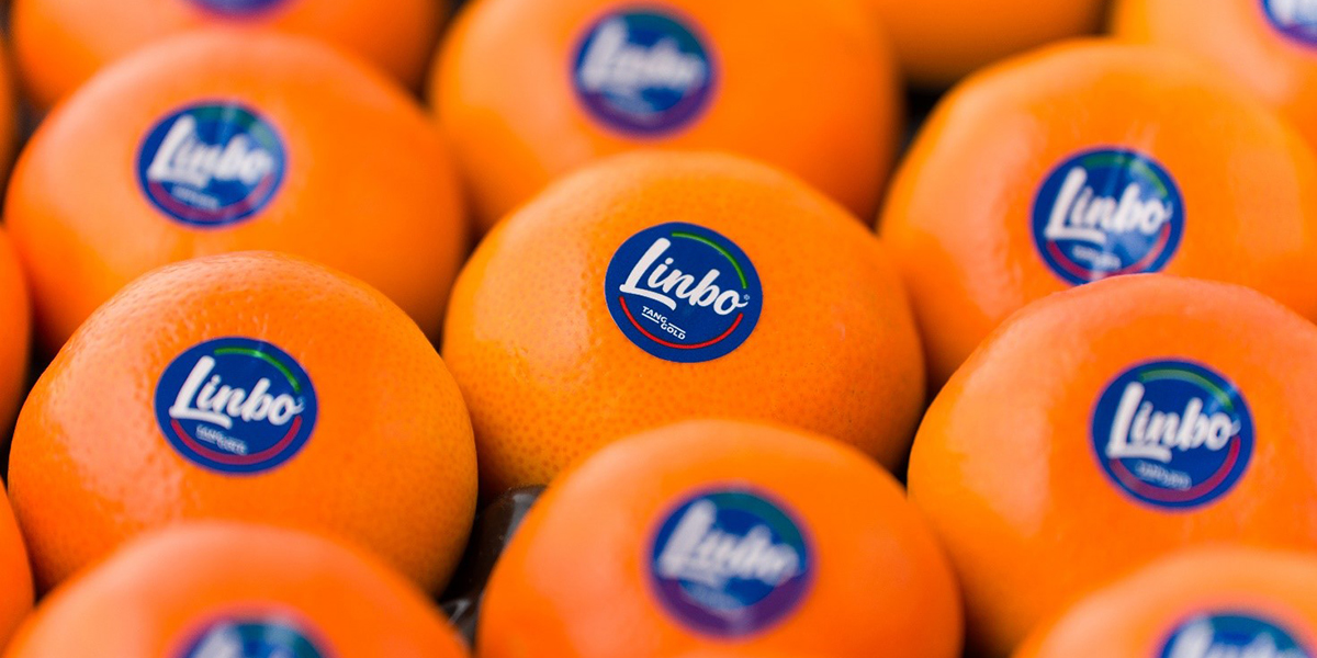 Linbo®, il mandarino premium che conquista il mercato - Italiafruit News