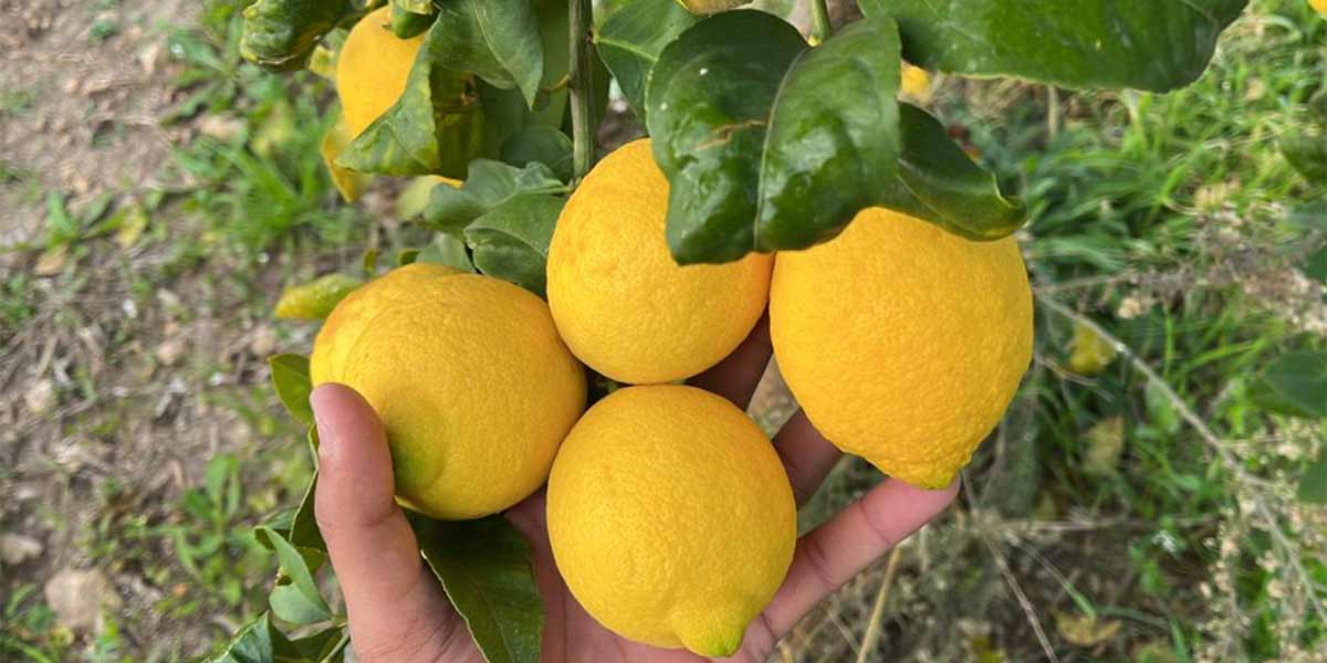 Inizio opaco per il limone primofiore siciliano. La Spagna non lascia ...